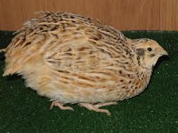 Les Cailles :: La Mini Ferme du Breuil